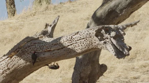 Acorn woodpeckers on granary tree branch | Stock Video | Pond5