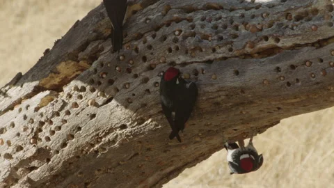 Acorn woodpeckers on granary tree | Stock Video | Pond5