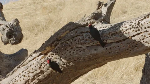 Acorn woodpeckers on granary tree | Stock Video | Pond5