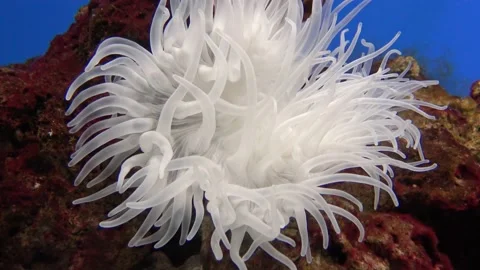 Actinia sp., sea white anemone in the aq... | Stock Video | Pond5