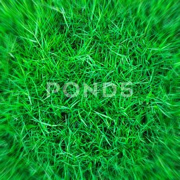 Action of zoom to green grass for background texture ~ Premium Photo ...
