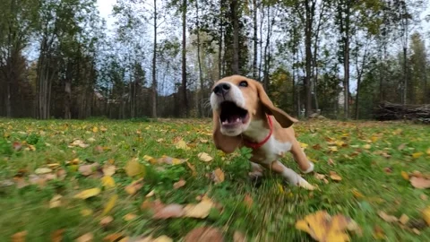 Active and playful Beagle puppy run on g... | Stock Video | Pond5