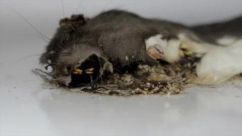 Decay Animal Stock Video Footage | Royalty Free Decay Animal Videos | Pond5