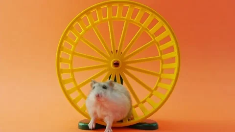 Hamster Wheel Stock Video Footage | Royalty Free Hamster Wheel Videos ...