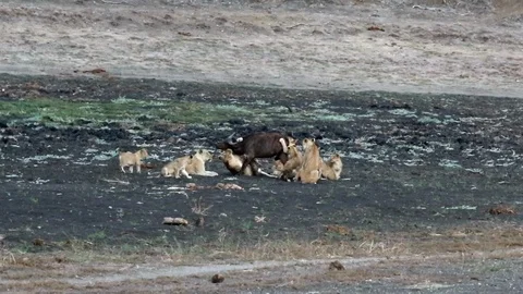 Pouncing Lioness Stock Videos – Royalty-Free HD & 4K Videos | Pond5