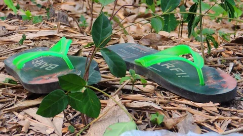 Flipflop Green Stock Videos – Royalty-Free HD & 4K Videos