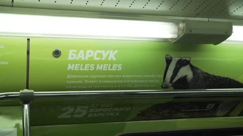 Inside Out Russian Stock Videos – Royalty-Free HD & 4K Videos | Pond5