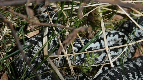 Adder slithering away from the coil it h... | Stock Video | Pond5