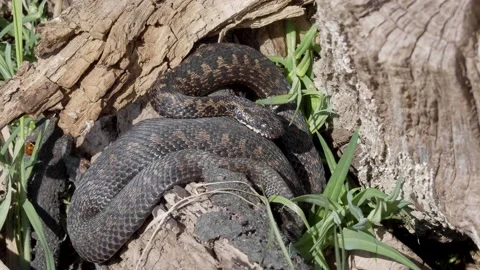 Adder Snake. Coiled up on Log. | Stock Video | Pond5