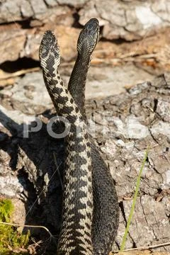 Adder two snakes in a commentary fight on a tree trunk standing high ...