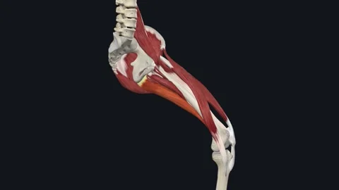 Adductor Muscles Stock Video Footage | Royalty Free Adductor Muscles ...
