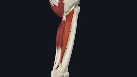 Adductor Muscles Stock Videos – Royalty-Free HD & 4K Videos