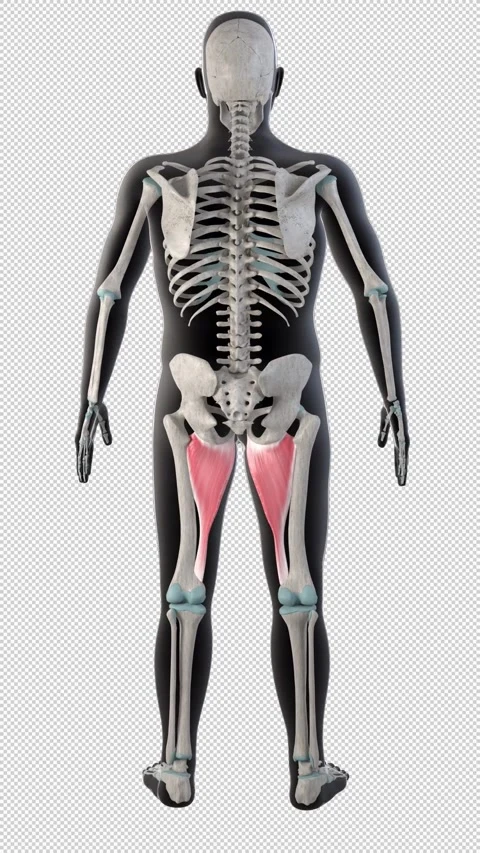 Adductor Muscles Stock Videos – Royalty-Free HD & 4K Videos