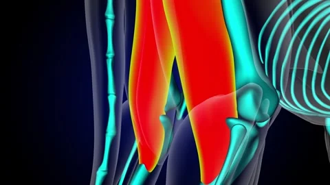 Adductor Muscles Stock Videos – Royalty-Free HD & 4K Videos