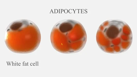 Adipocytes types 3d models | Stock Video | Pond5
