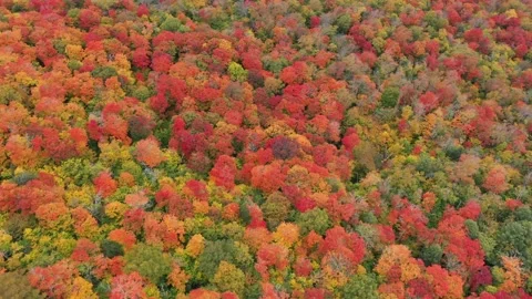 Adirondack Fall Foliage Top-down View | Stock Video | Pond5