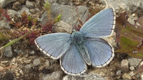 Adonis Blue Butterfly (male) 01 | Stock Video | Pond5