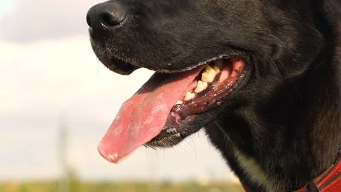 Drooling Stock Video Footage | Royalty Free Drooling Videos | Pond5