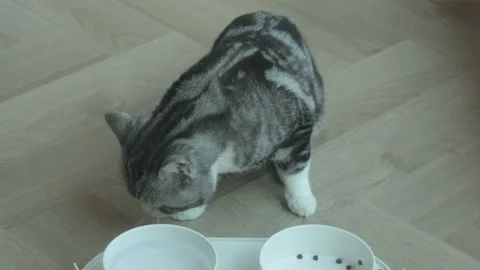 Cat Kibble Stock Footage ~ Royalty Free Stock Videos | Pond5