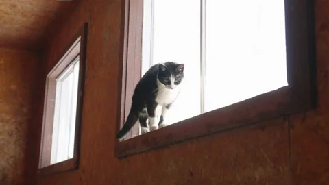Adorable Cat Standing On Window Sill Loo... | Stock Video | Pond5