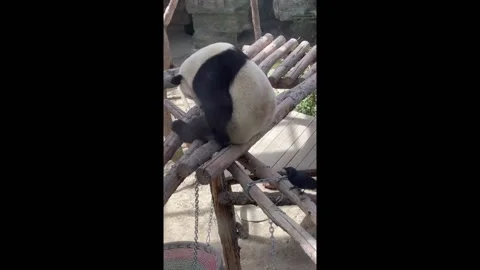 Chinese Crow Stock Videos – Royalty-Free HD & 4K Videos