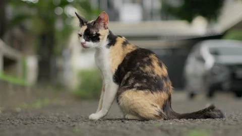 Adorable domestic Calico Cat, feline com... | Stock Video | Pond5