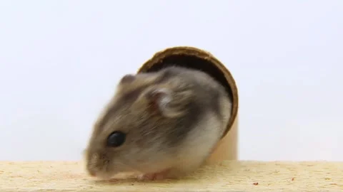 The adorable face of a hamster appears f... | Stock Video | Pond5