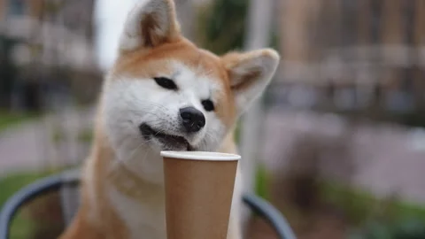 Adorable furry Akita splashing coffee mi... | Stock Video | Pond5