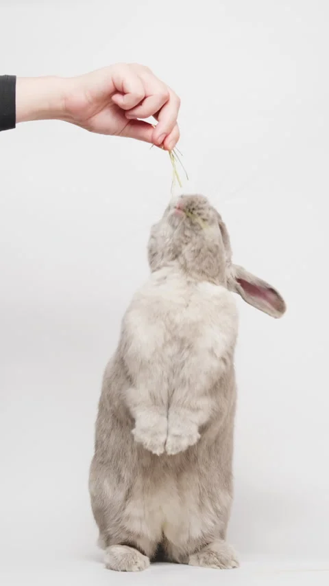Adorable gray dwarf rabbit standing on t... | Stock Video | Pond5