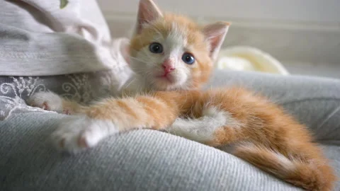 Blue Feet Paws Stock Videos – Royalty-Free HD & 4K Videos | Pond5