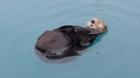 Adorable Otter floating in water, rubbin... | Stock Video | Pond5