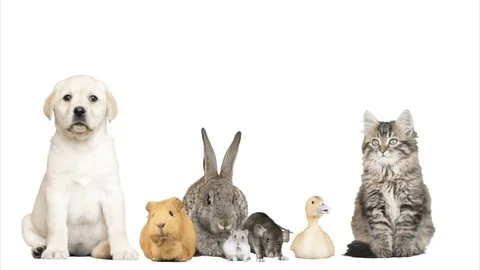 adorable pets on a white background | Stock Video | Pond5