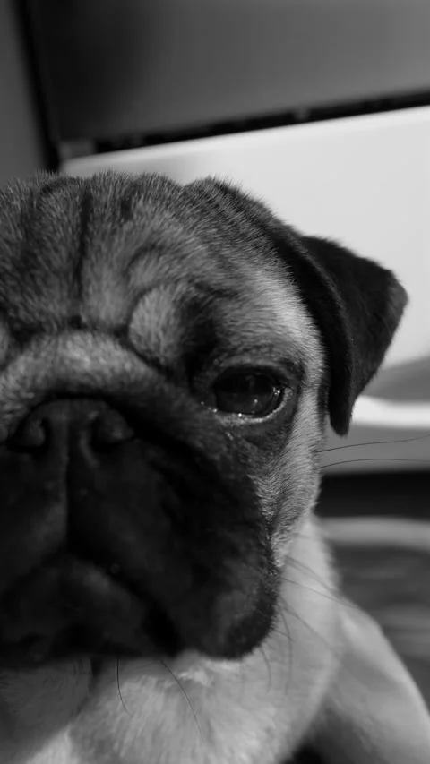 An adorable pug puppy is seated on the r... | Stock Video | Pond5