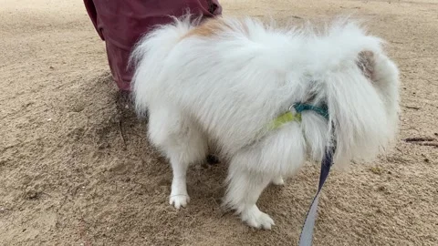 Peeing At Beach Stock Videos – Royalty-Free HD & 4K Videos