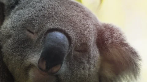 Sleeping Koala Stock Videos – Royalty-Free HD & 4K Videos | Page 5
