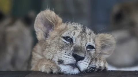 Adorable sleepy lion cub falling asleep | Stock Video | Pond5