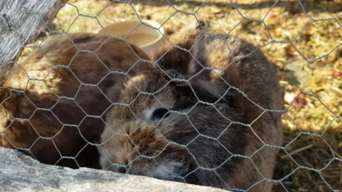 Petite Sunshine Stock Videos – Royalty-Free HD & 4K Videos