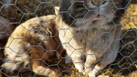 Petite Sunshine Stock Videos – Royalty-Free HD & 4K Videos