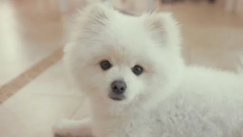 Adorable white Pomeranian dog winking | Stock Video | Pond5