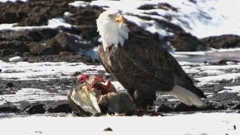 Adult Bald Eagle Raptor Eating Feeding T... | Stock Video | Pond5