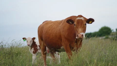 Adult cow standing in a field with a cal... | Stock Video | Pond5