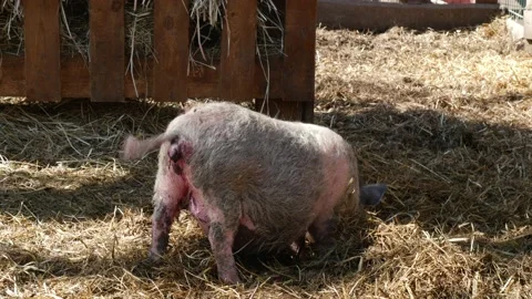 Adult, fat, dirty pig on a farm. Breedin... | Stock Video | Pond5