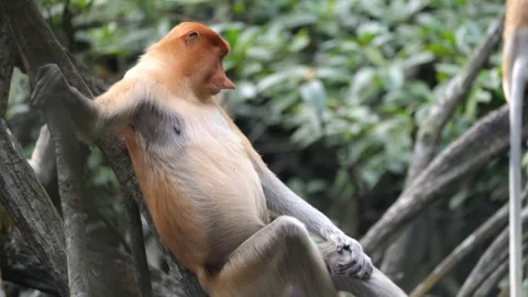 Adult Female proboscis monkey in the wil... | Stock Video | Pond5
