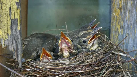 Anus Female Stock Videos – Royalty-Free HD & 4K Videos