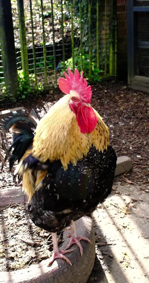 Free Pet Stock Videos – Royalty-Free HD & 4K Videos | Pond5