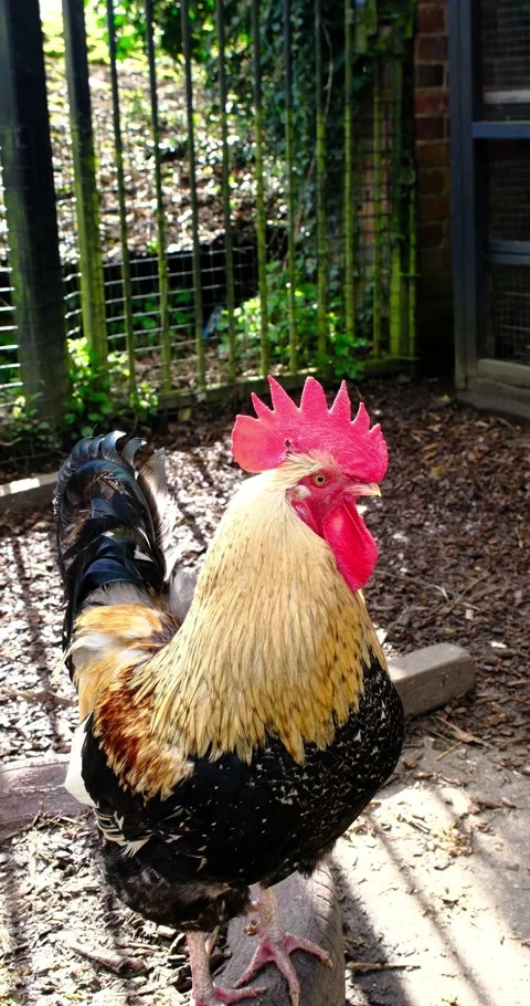 Free Pet Stock Videos – Royalty-Free HD & 4K Videos | Pond5