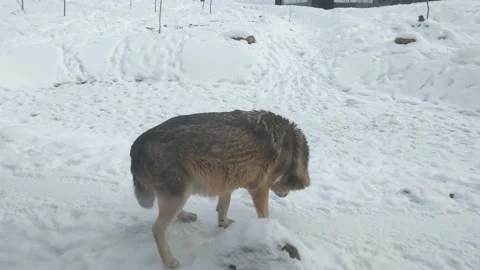 Claw Marks Stock Footage ~ Royalty Free Stock Videos | Pond5