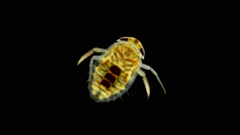 adult larva of the water bug Notonecta g... | Stock Video | Pond5
