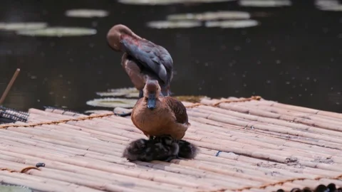 Hot 🔥🥵 Ducking Stock Videos – Royalty-Free HD & 4K Videos