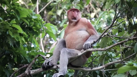 Adult male Proboscis monkey on a tree in... | Stock Video | Pond5
